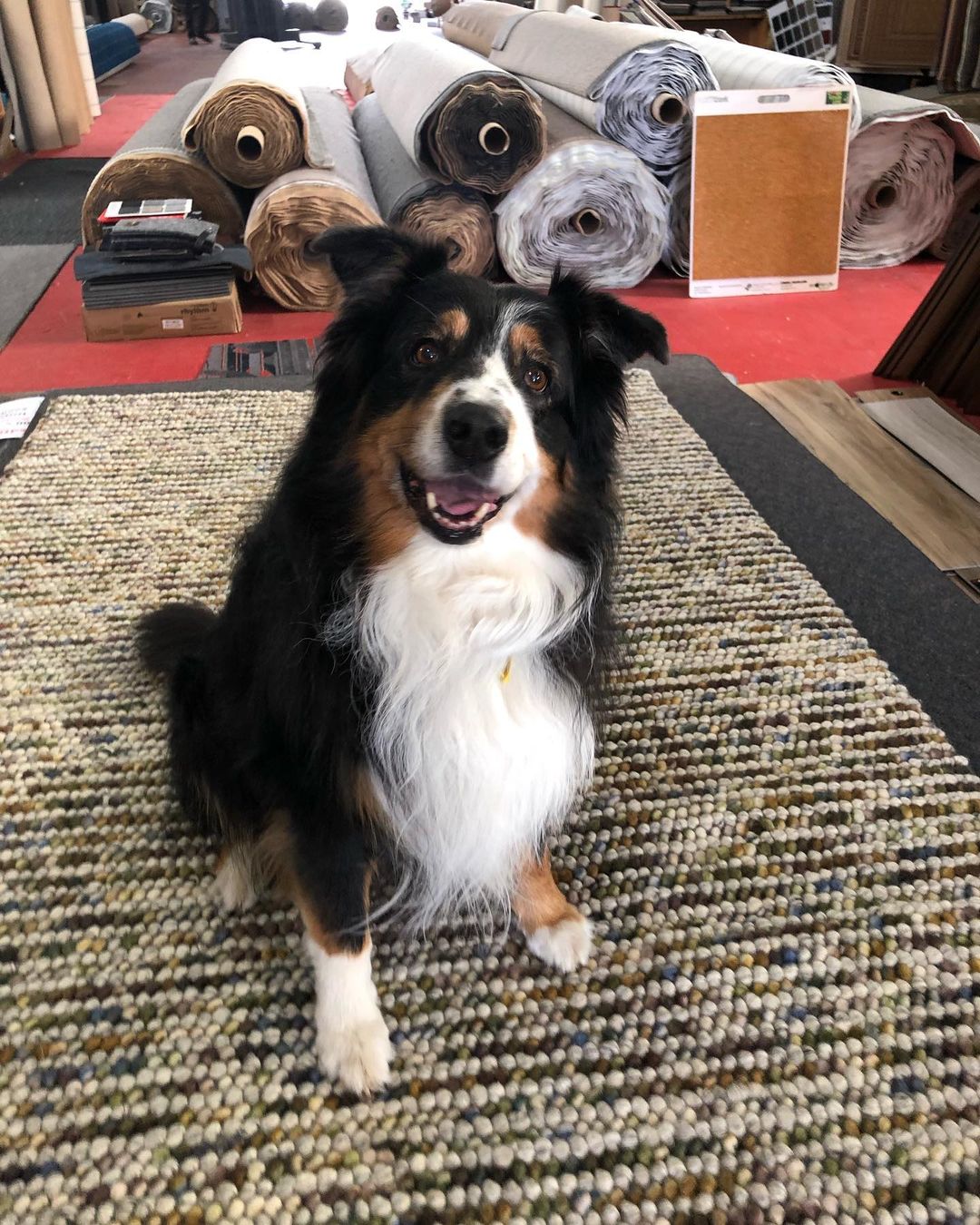 Red Door Carpets & Rugs | Stoke Design Co | Ballarat Web Design ...